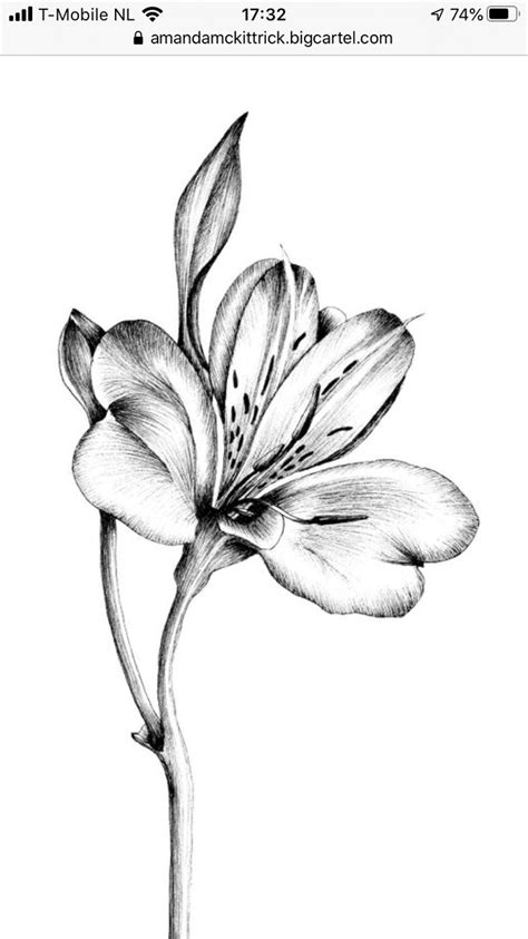 Alstroemeria Flower Tattoo