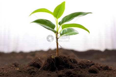 农场中刚发芽的树苗高清图片下载 正版图片600315265 摄图网