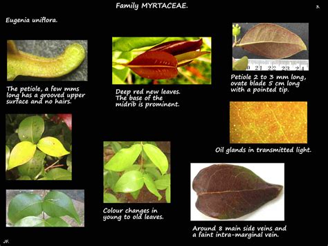Eugenia Uniflora Botany Brisbane