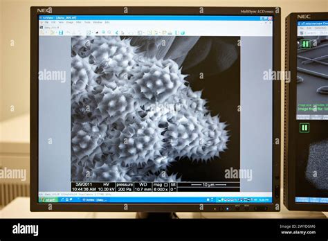 Polen Images On Sem Analysis Of Nanostructures And Nanodevices Environmental Scanning Electron
