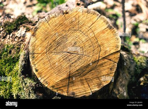 Cross Section Of Tree Stock Photo Alamy