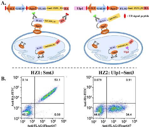 Figure 2 From Profiling Substrate Specificity Of The Sumo Protease Ulp1