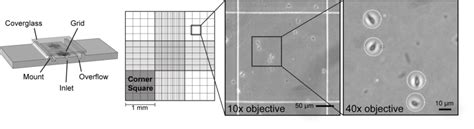 Figure 4 Hemocytometer Used For Counting Cells Wormbook Ncbi Bookshelf