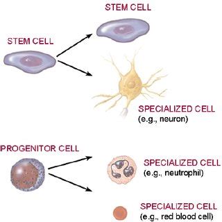 Differentiation To All Three Embryonic Germ Layers And Subsequently To