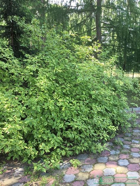 Дерен белый Шпета (Cornus alba Spaethii)
