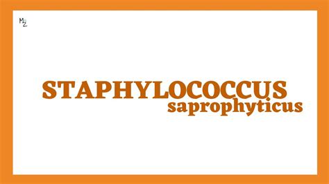 Staphylococcus Saprophyticus Microbiology Youtube