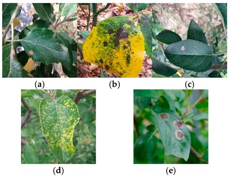 Detection Of Apple Leaf Diseases Based On Lightyolo Appleleafdx