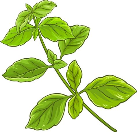 Green Basil Branch Colored Royalty Free Vector Image