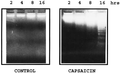 Effect Of Cap On Apoptosis Of Snu 1 Cells Determined By Dna Download Scientific Diagram