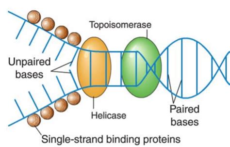 DNA Synthesis Repair Flashcards Quizlet