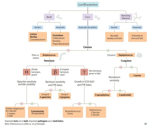 Gram Positive Bacilli Chart