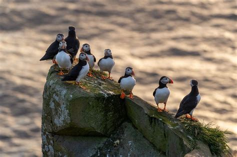 In Search Of Puffins In Mykines Faroe Islands Touristsecrets