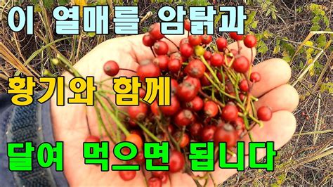 이 열매를 먹으면 간기능을 살리고 성기능이 회복 된다 Youtube