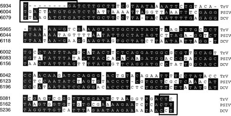 Multiple Alignment Of The Nucleotide Sequences Of The Intergenic Download Scientific Diagram