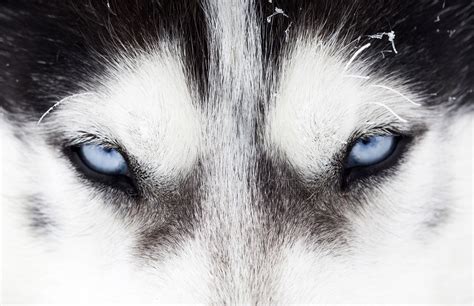 Intense Siberian Husky Eye Close Up Stunning Hd Animal Wallpaper