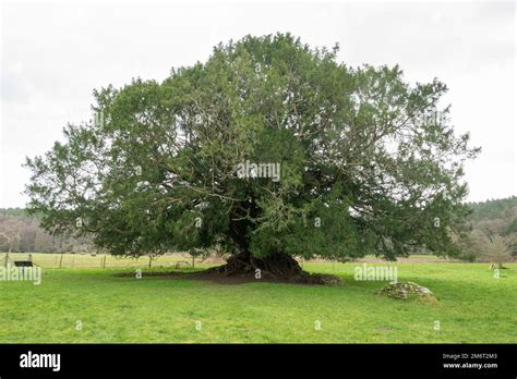 The Waverley Abbey Yew An Ancient Yew Tree Voted 2022 Tree Of The Year