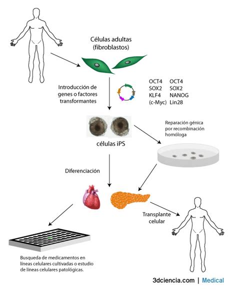 Avances Médicos Células Madre