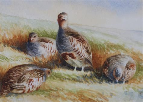 Andy Beck Covey Of Grey Partridge Mutualart