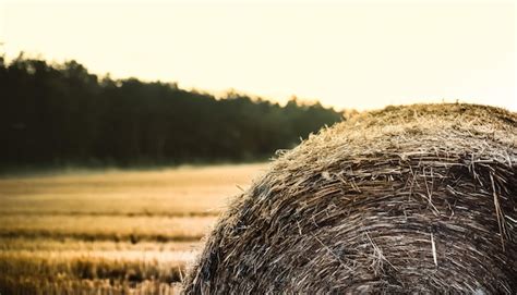 Hay Bale in a Field at Sunset | Premium AI-generated image