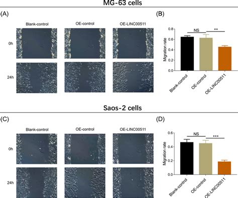 Linc00511 Repressed Cell Migration In Osteosarcoma Cells A And B Cell
