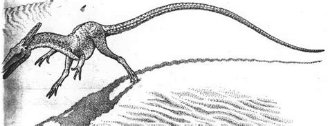 Syntarsus