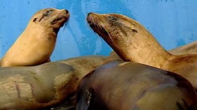 Watch Sea Rescue Season 2 Episode 12 Poisons And Porpoises Online Now