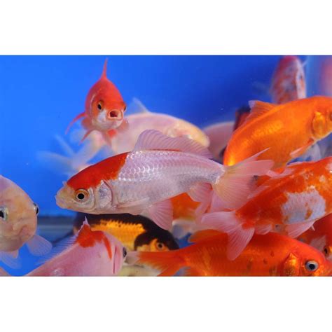 Wakin Goldfish Mixed Lg Blue Ridge Koi And Goldfish