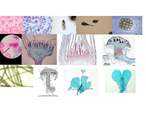 Microscopic Specimens Quiz