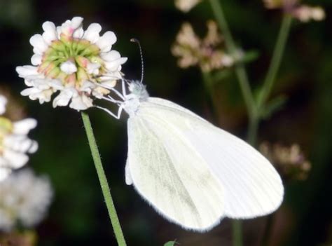 Lepidea Sinapisjuvernica Complex Pamperis