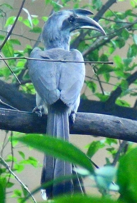 Tejas Bhalla On Linkedin As A Nature Enthusiast It Is Delightful To Observe The Rich Biodiversity…