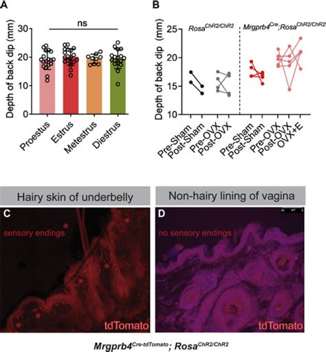 Touch Neurons Underlying Dopaminergic Pleasurable Touch And Sexual Receptivity Cell