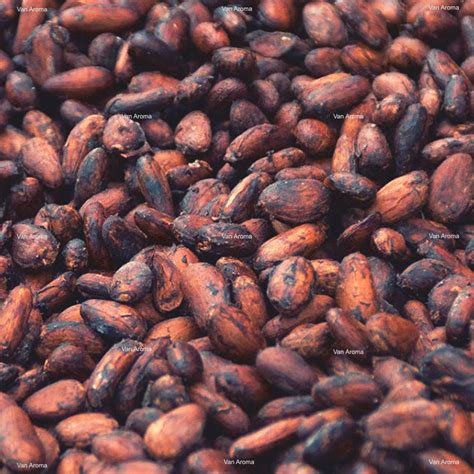 Cocoa Extract Essential Oil Pt Van Aroma Tracegains Gather