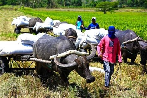Department Of Agriculture To Boost Carabao Production For Feeding