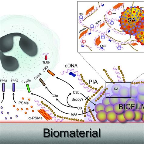 This Figure Illustrates A Polymorphonuclear Neutrophil Pmn That Download Scientific Diagram