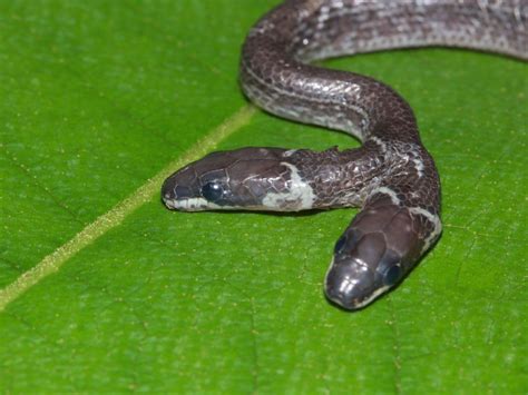 Extremely Rare Two Headed Snake Discovered In Indian Sanctuary Amazes