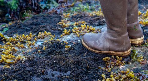 Genetic Code Expansion Gce4all