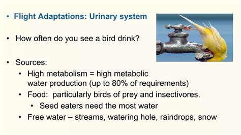 Flight Adaptation In Birds Pptx