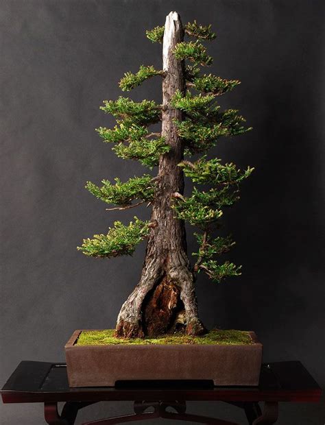 Bonsai Coastal Redwood Bonsai Tree Redwood Bonsai Bonsai Tree Care