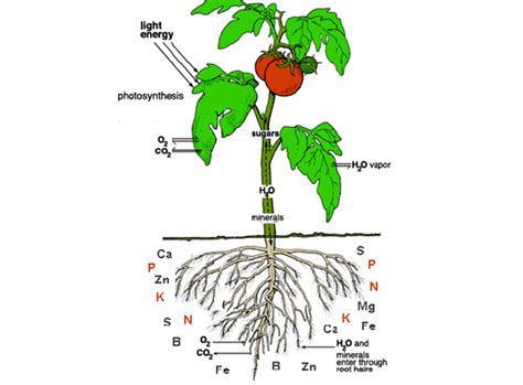Essential Plant Nutrients