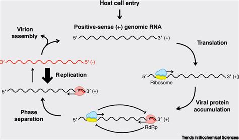 Phase Separation May Mediate The Switch From Translation To Replication Download Scientific
