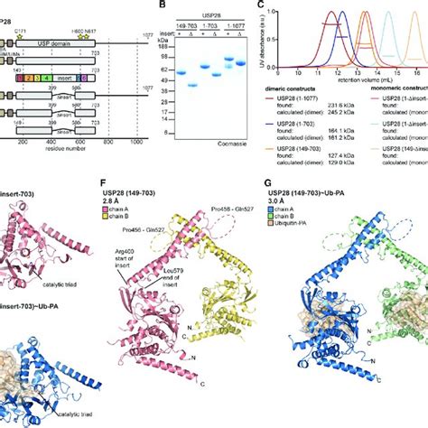 An Insertion In The Catalytic Domain Of Usp28 Mediates Its Dimerization Download Scientific