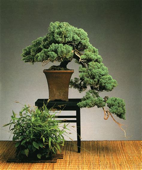 Blue Point Juniper Bonsai