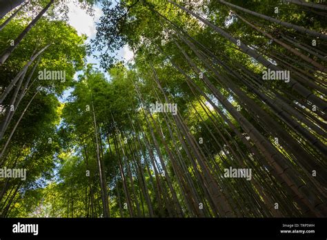 Bamboo Forest Arashiyama Bamboo Grove Sagano Bamboo Forest Kyoto