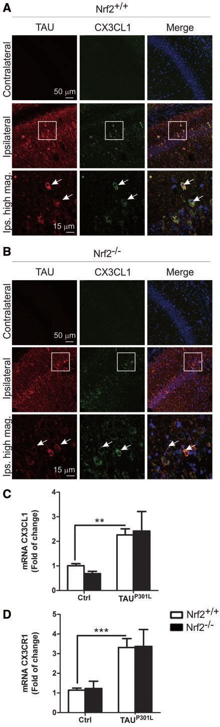 Nrf2 And Nrf2 À À Mice Activate A Similar Cx3cl1 Response To Tau