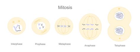The Process Or Stages Of Cell Division Interphase Prophase Metaphase