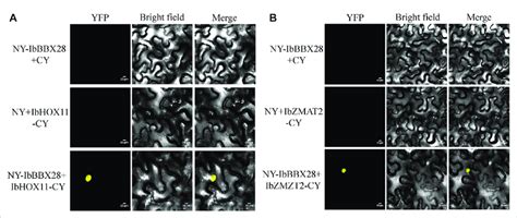 Bifc Validation Of The Ibbbx28 Interacting Protein A Bifc Assay Of Download Scientific