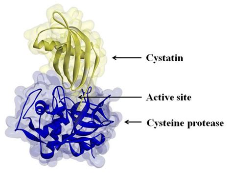 The Cysteine Proteasecysteine Protease Inhibitor System Explored In