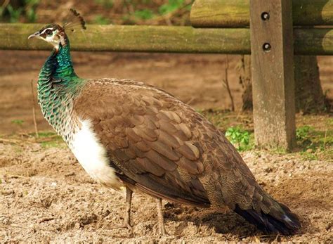 Female Peacock Feathers