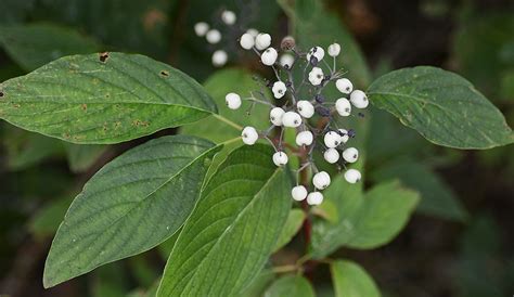 Cornus Torreyi Landscape Plants Oregon State University