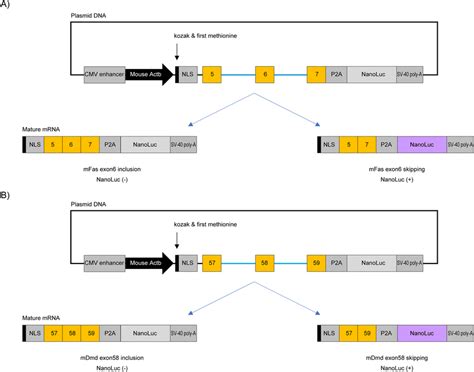 Schematic Representation Of Luciferase Assay System For Detecting Download Scientific Diagram